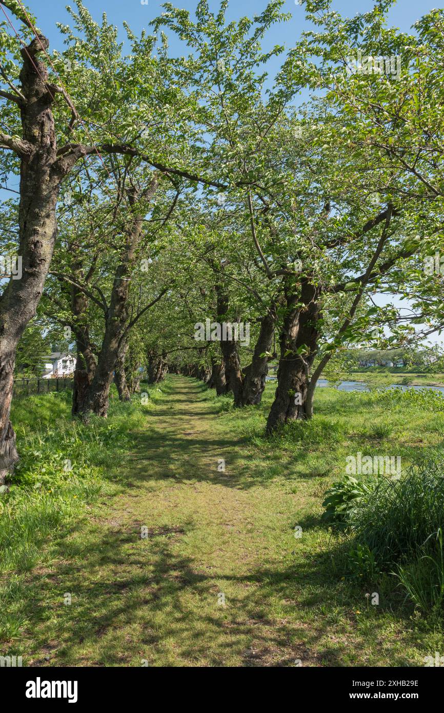 A serene stroll through Hinokinaigawazutsumi Someiyoshino Cherry ...