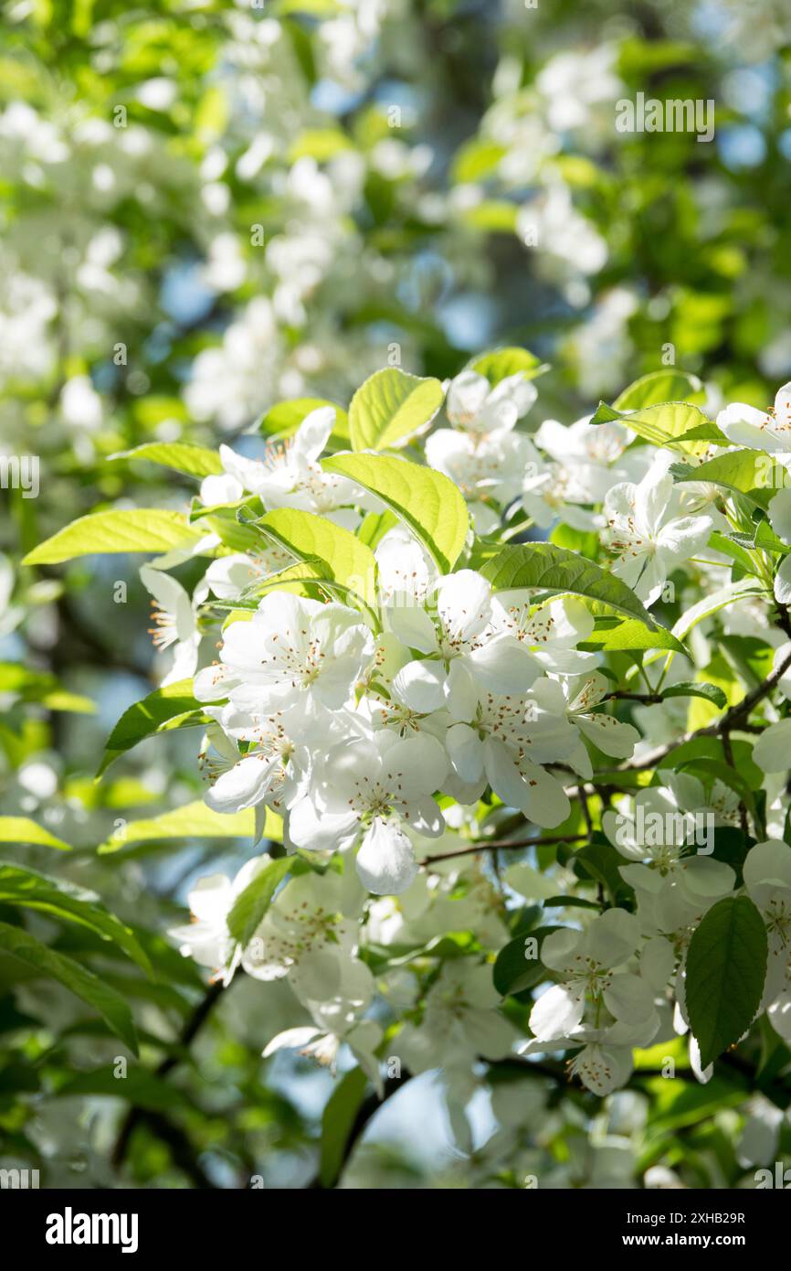 A stroll through Samurai Street in Kakunodate: Late blooming Yamazakura ...
