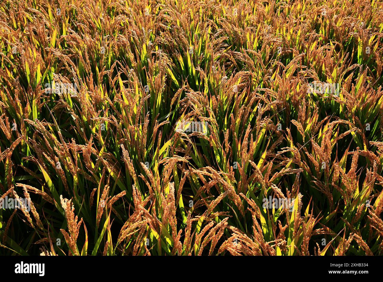 The autumn rice fields Stock Photo - Alamy