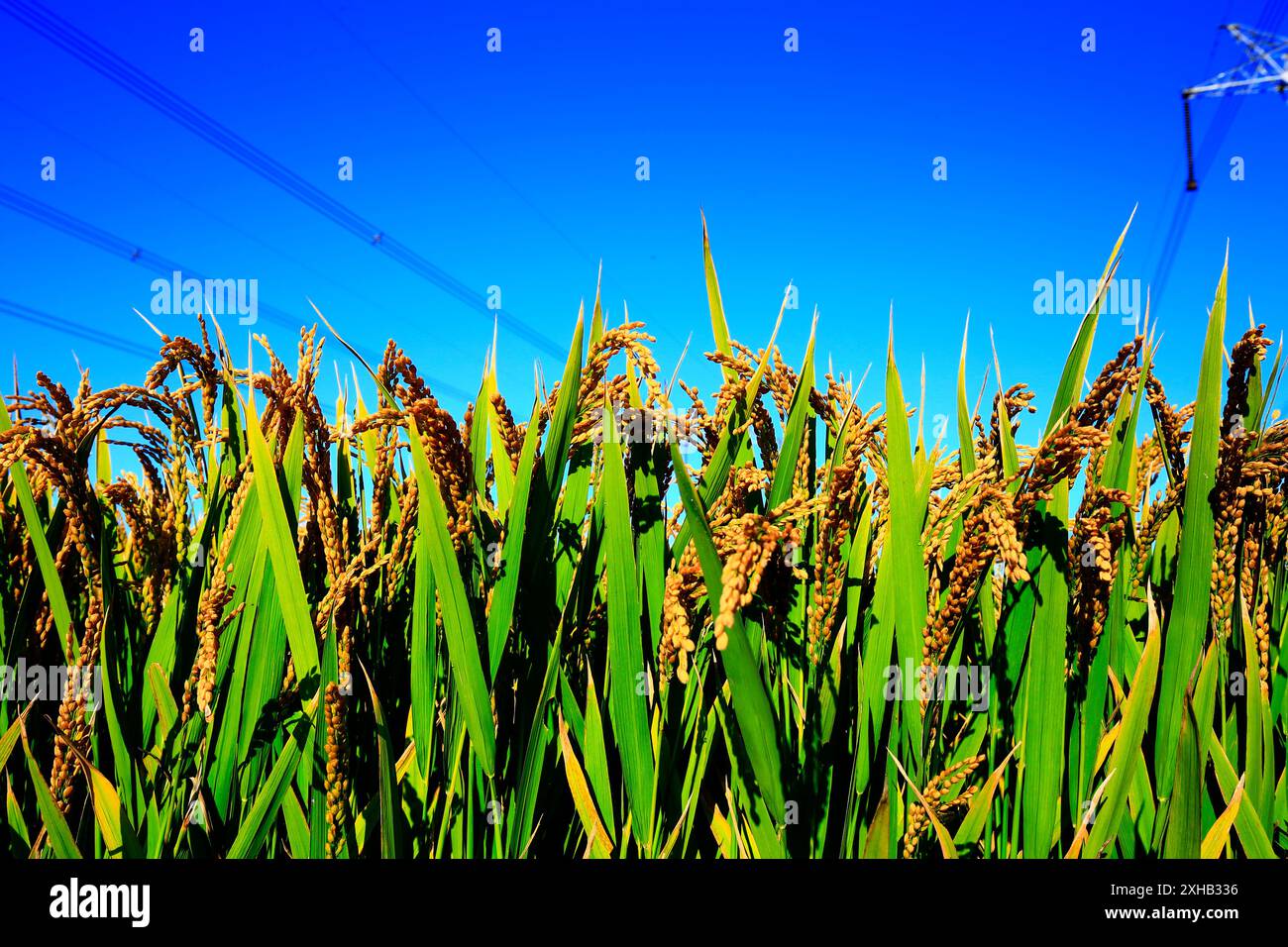 The autumn rice fields Stock Photo - Alamy
