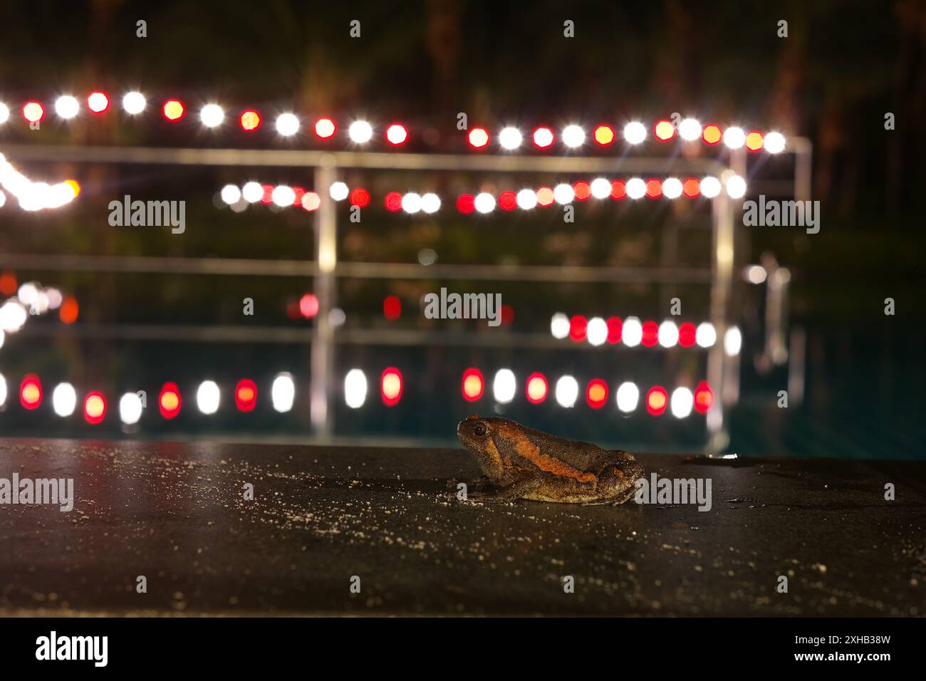 Frog hotel hi-res stock photography and images - Alamy