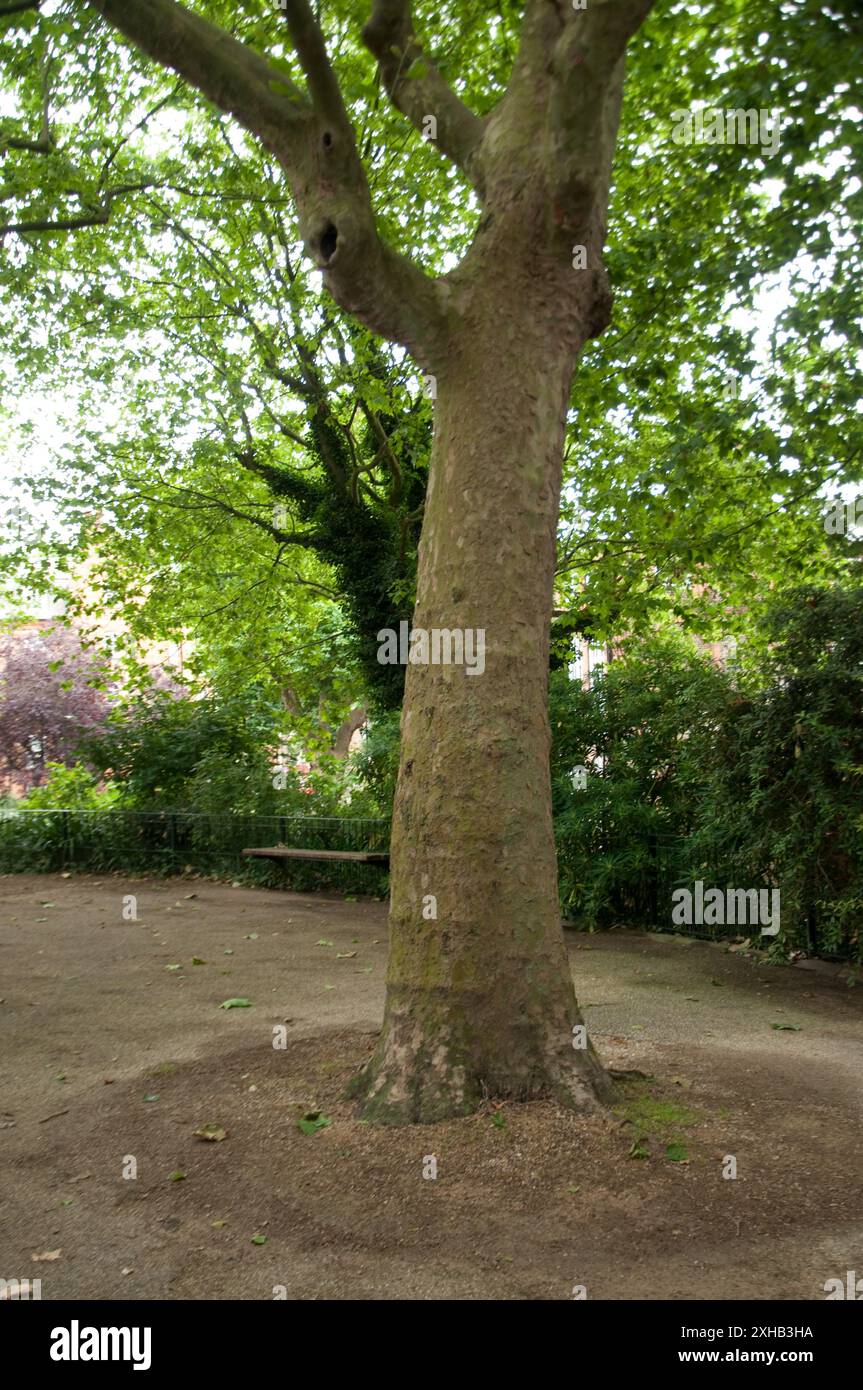 Small circus with large tree and many smaller trees and bushes around ...