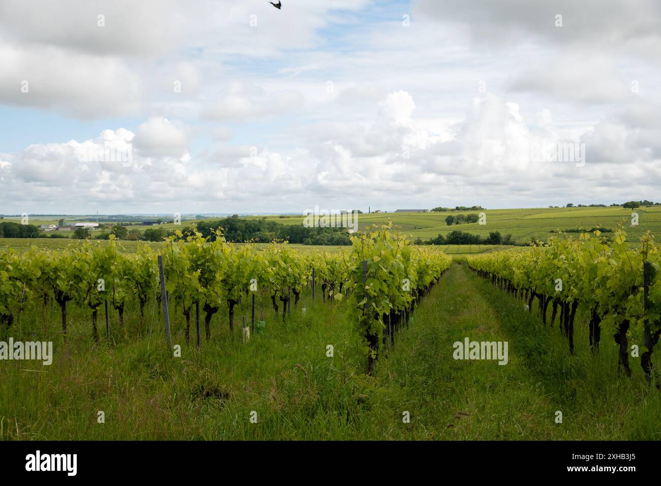 Summer on vineyards of Cognac white wine region, Charente, white ugni ...