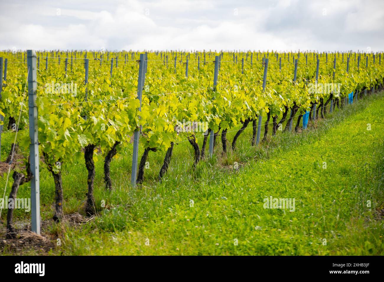 Summer on vineyards of Cognac white wine region, Charente, white ugni ...