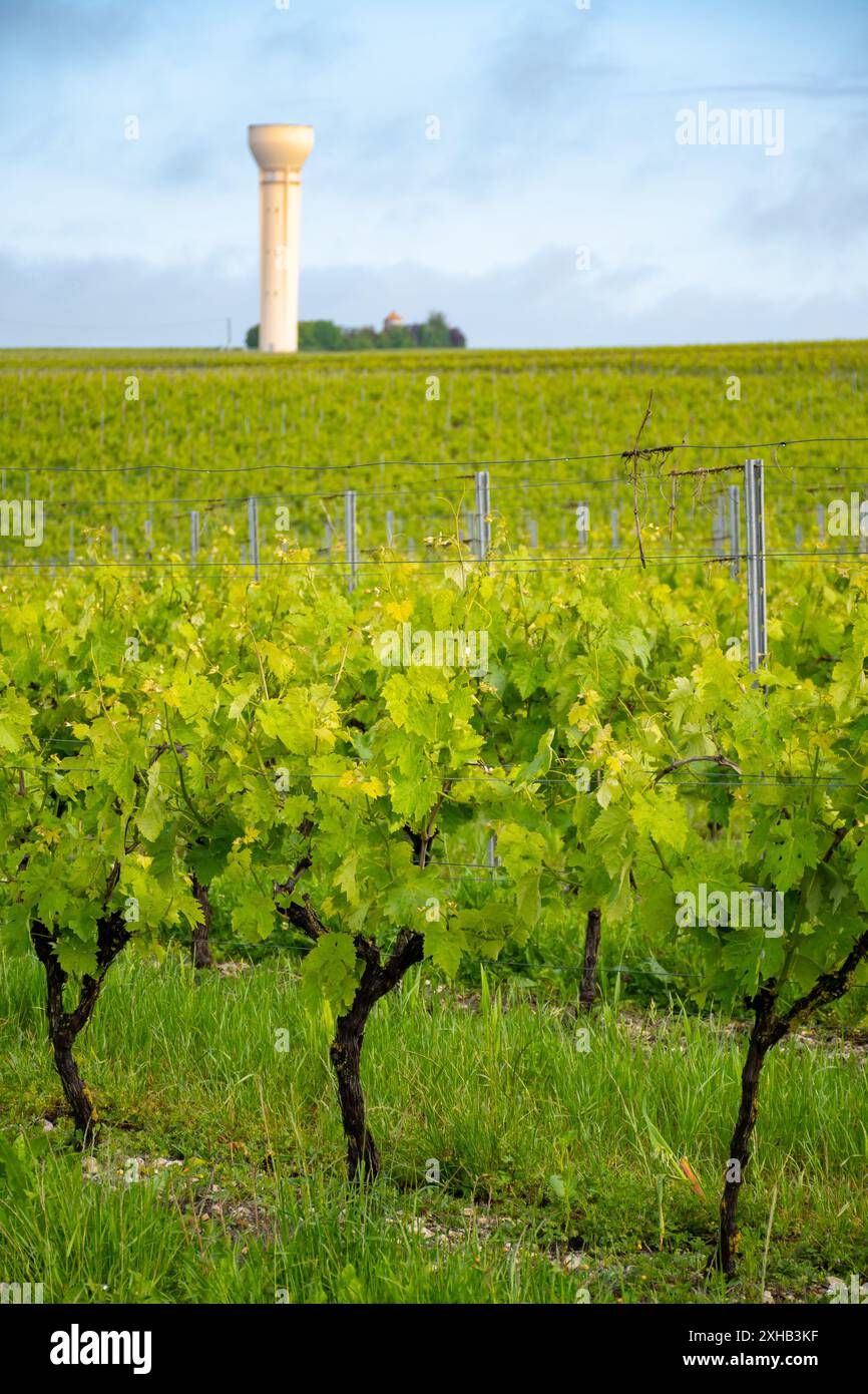 Summer on vineyards of Cognac white wine region, Charente, white ugni ...