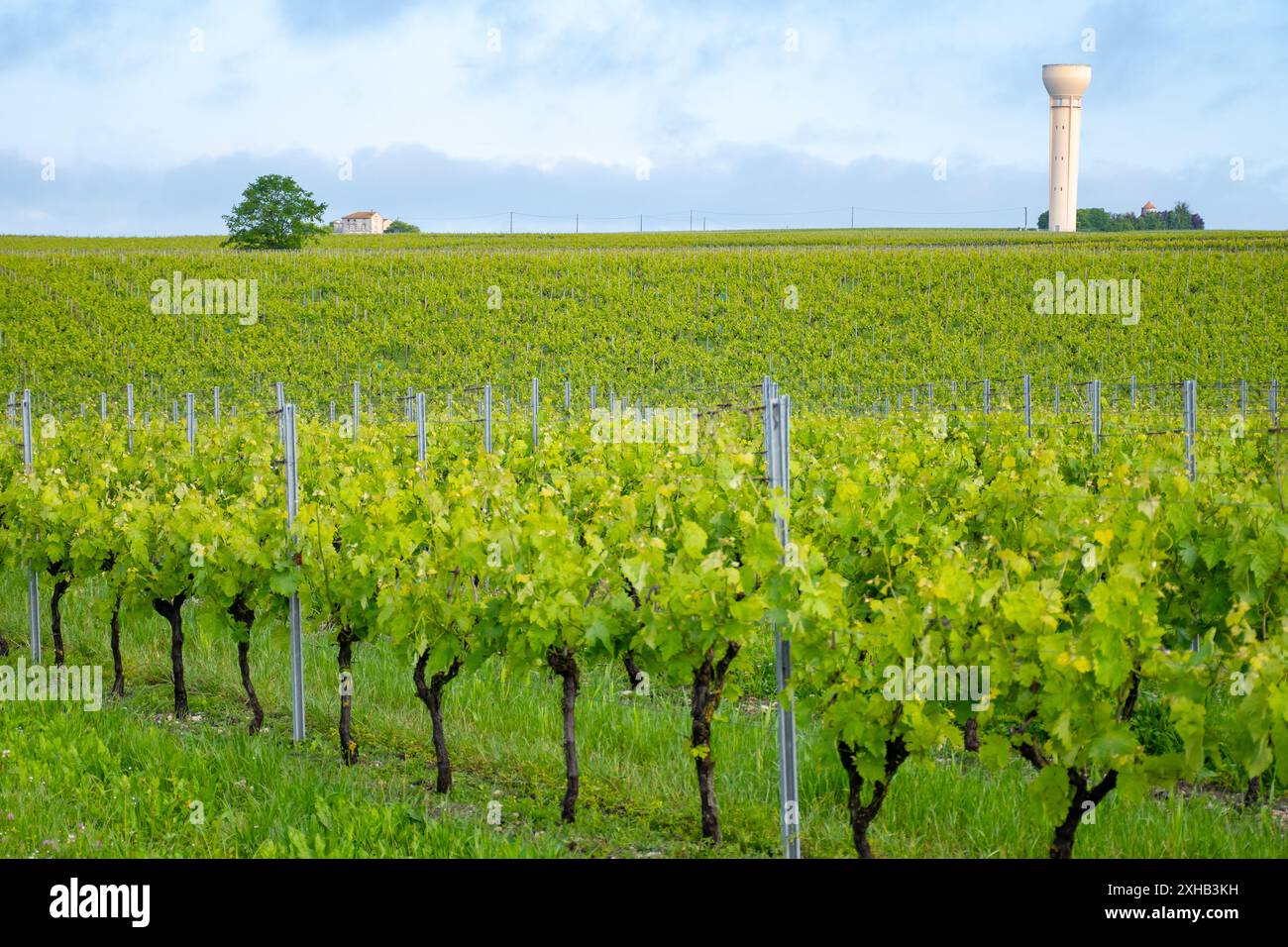 Summer on vineyards of Cognac white wine region, Charente, white ugni ...