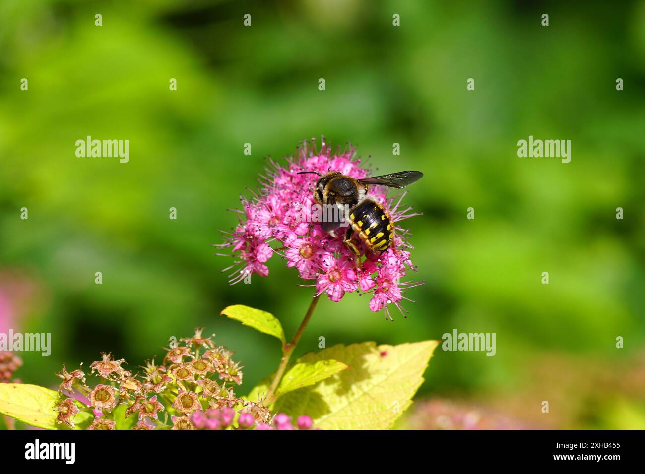 Fork-tailed Flower Bee (Anthophora furcata), family Apidae on flowers ...