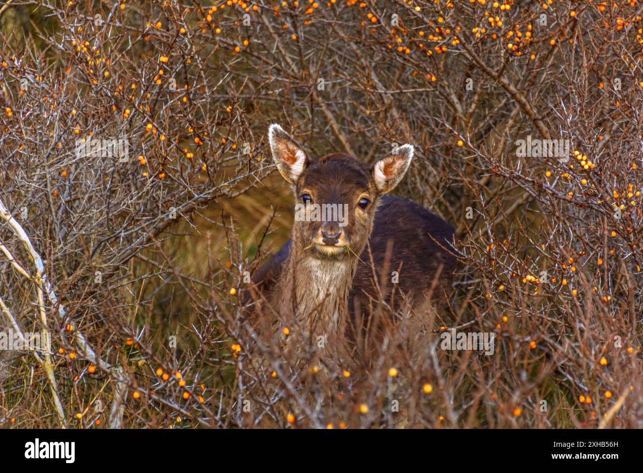 Animal eyes bushes herbivore hi-res stock photography and images - Alamy