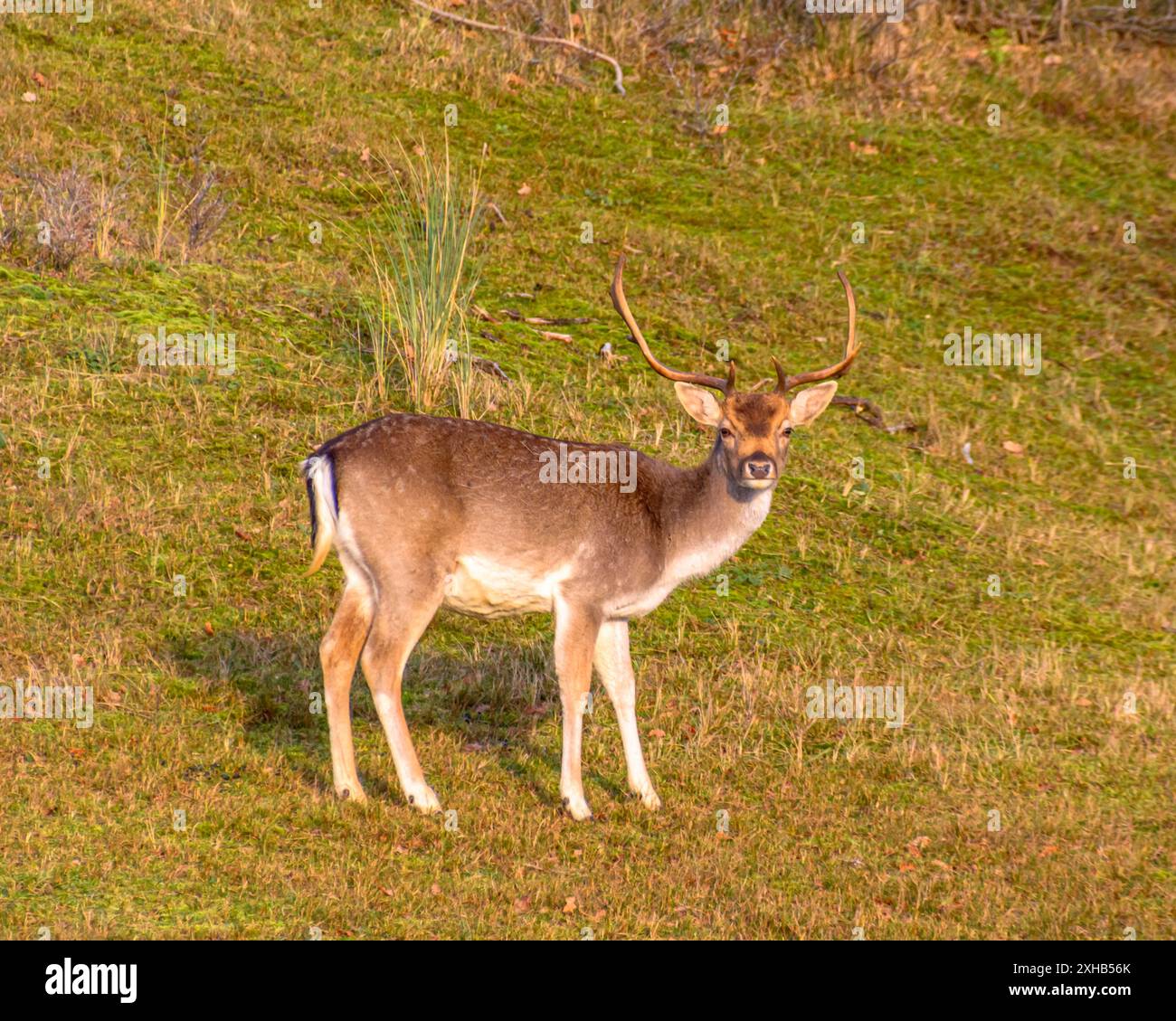 Deer antlers in open hi-res stock photography and images - Alamy