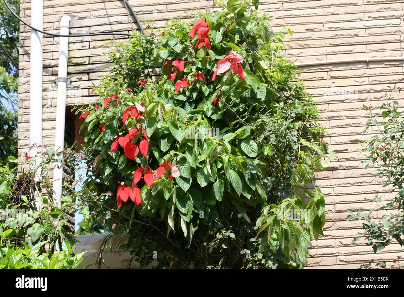 Red flag bush (Mussaenda erythrophylla) in bloom : (pix Sanjiv Shukla ...