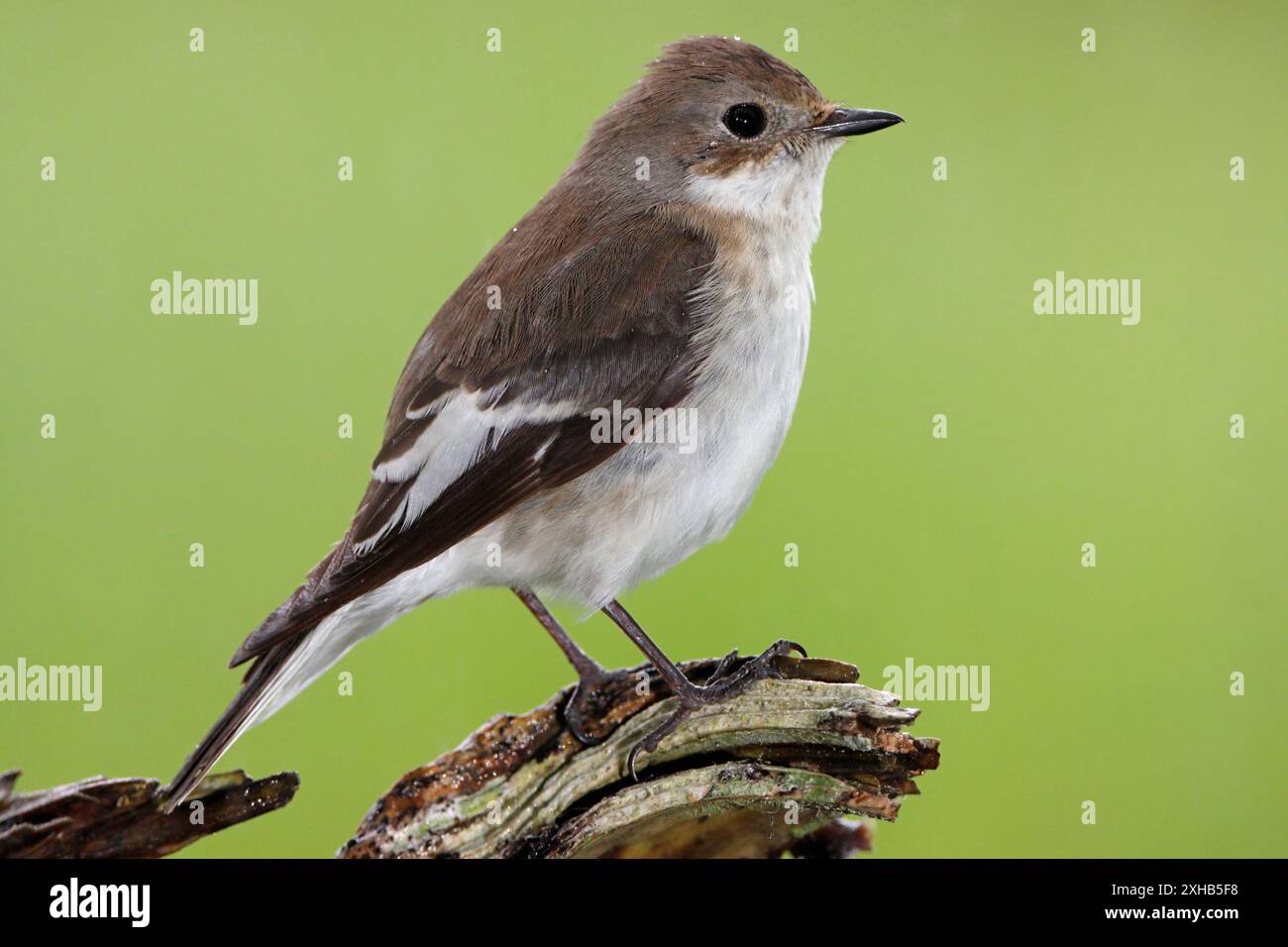 Pied flycatcher females hi-res stock photography and images - Alamy