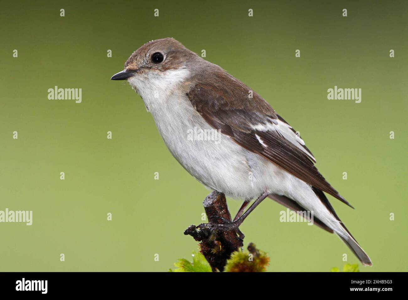 PIED FLYCATCHER (Ficedula hypoleuca), female, one of a breeding pair ...