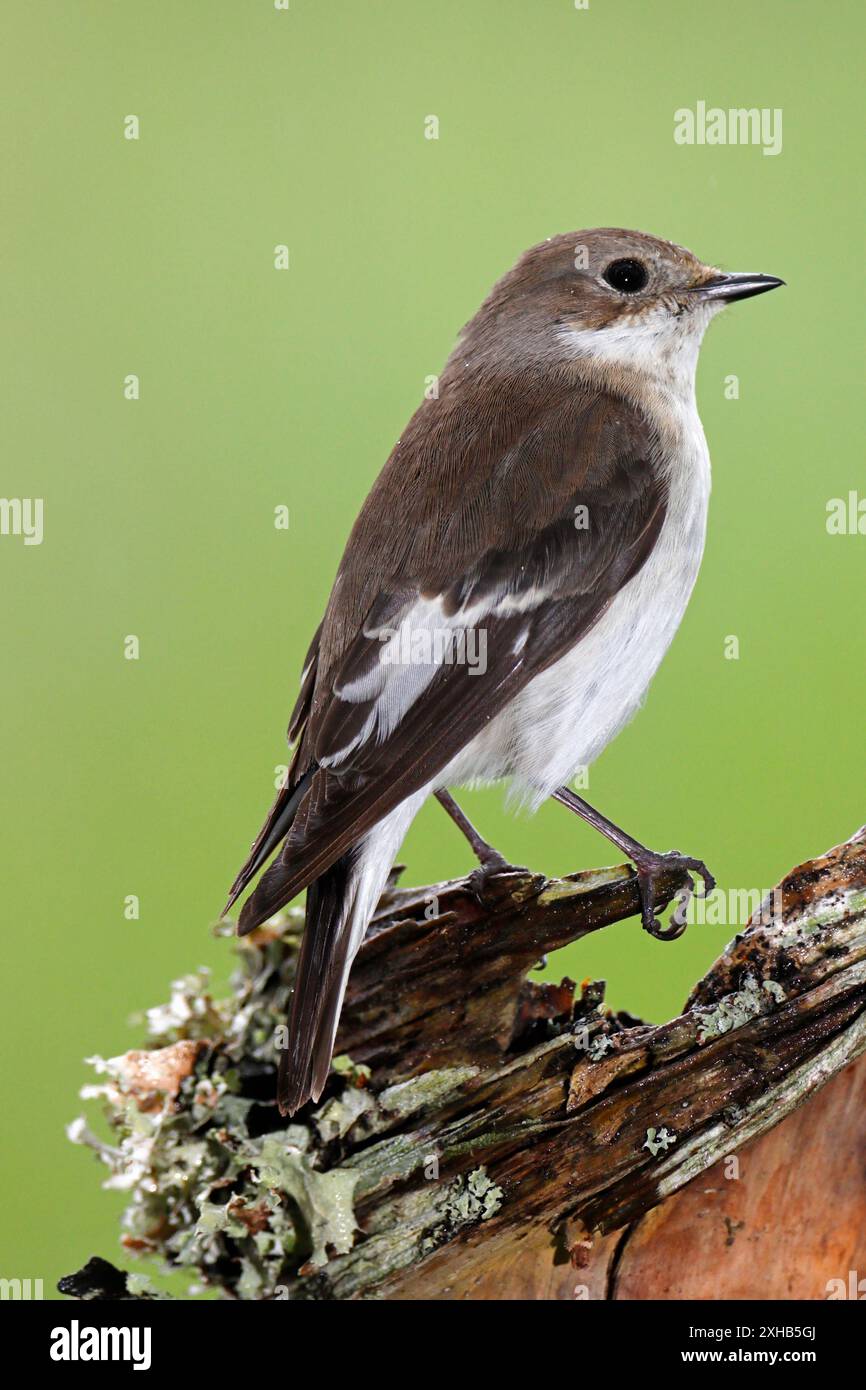 Female pied flycatcher hi-res stock photography and images - Alamy