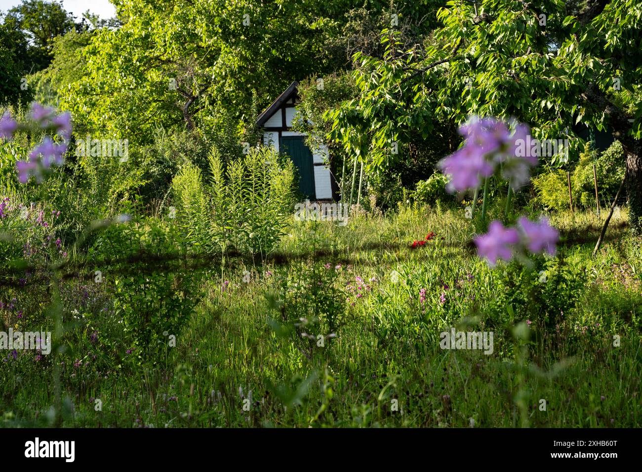 Green idyll: small hut in an overgrown garden Stock Photo - Alamy