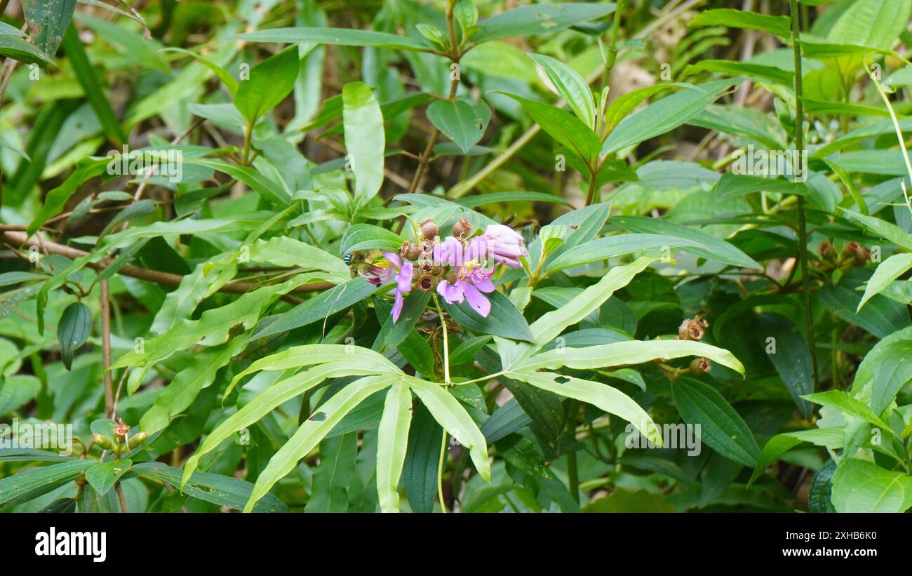 Telupid malaysia hi-res stock photography and images - Alamy
