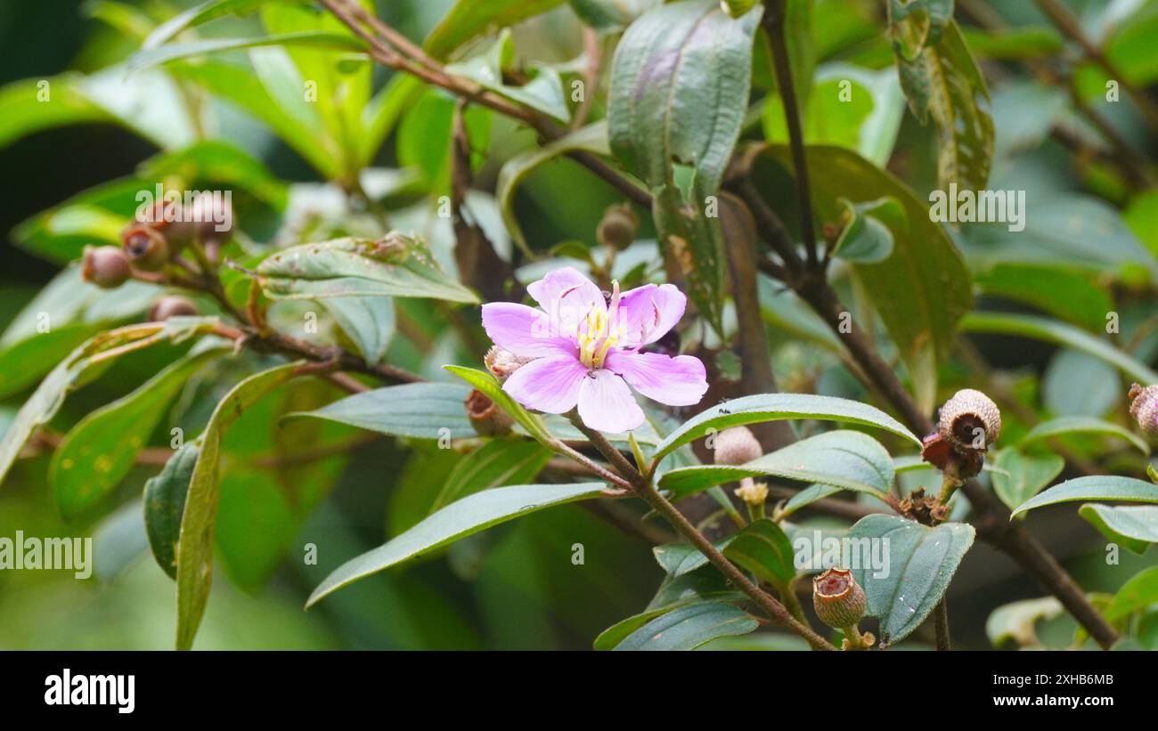 Telupid malaysia hi-res stock photography and images - Alamy