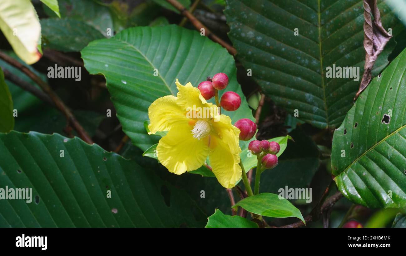 Borneo Flower, Telupid, Sabah, Malaysia Stock Photo - Alamy