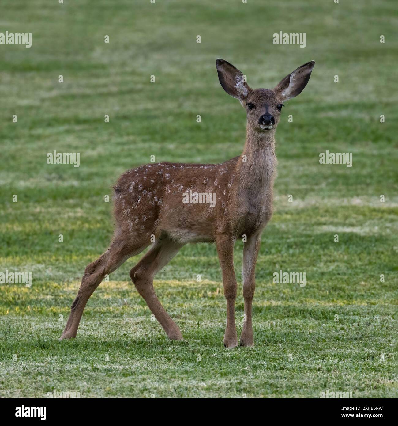 White-spotted Black-tailed Deer Fawn Grazing in Alert. Quail Hollow ...