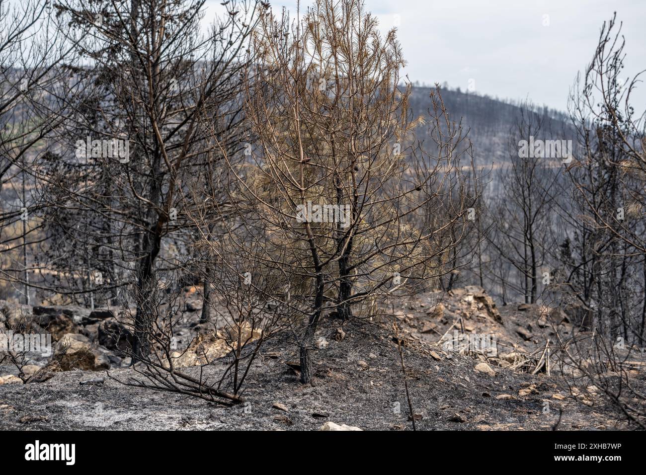 Dead trees and dead forest after a massive forest fire. Natural ...