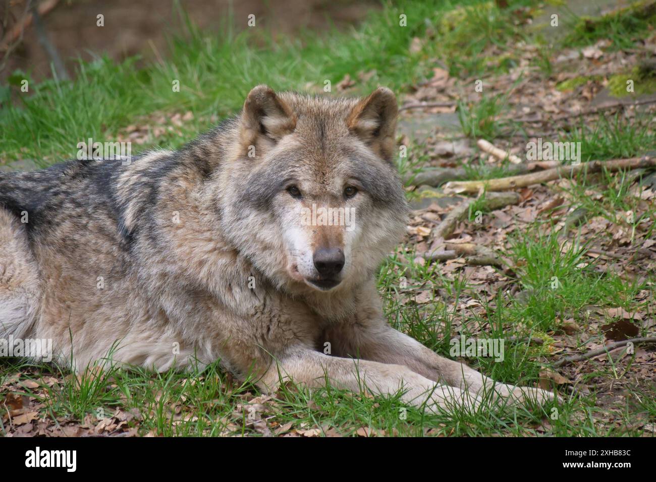 Wolf Europaeischer Grauwolf in Aktion Wolf Grauwolf *** Wolf European ...