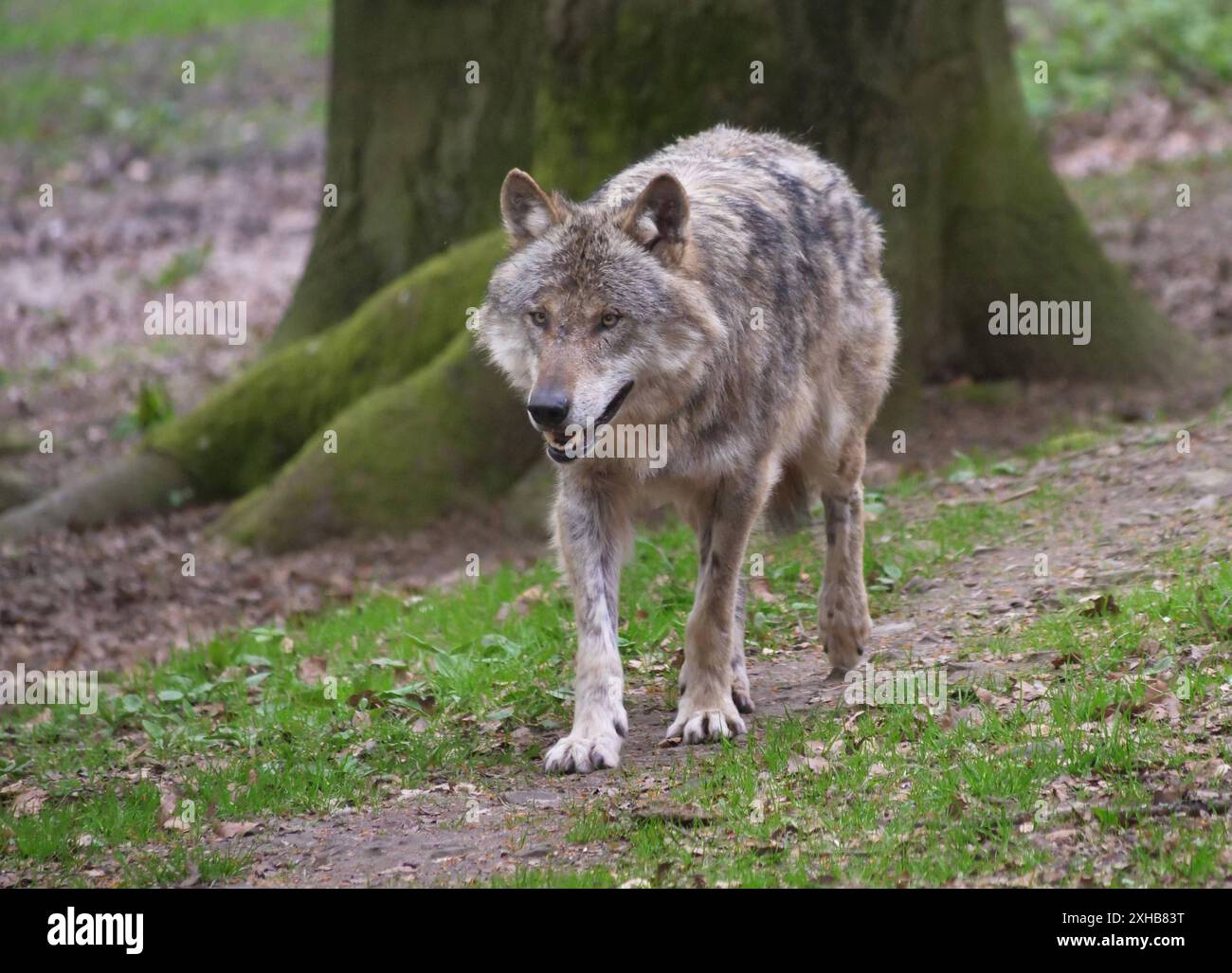 Wolf Europaeischer Grauwolf in Aktion Wolf Grauwolf *** Wolf European ...