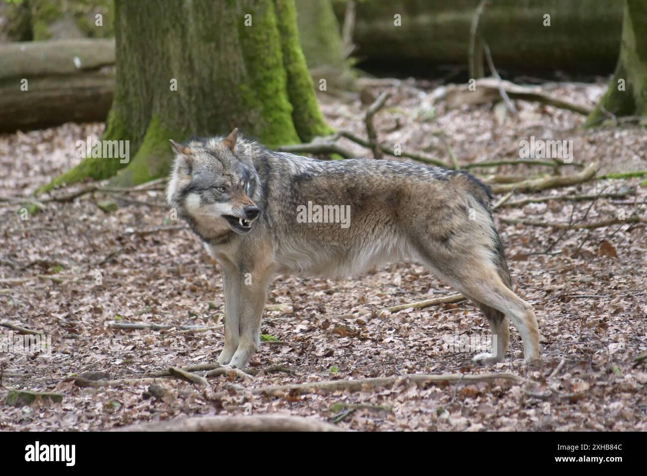 Wolf Europaeischer Grauwolf in Aktion Wolf Grauwolf *** Wolf European ...