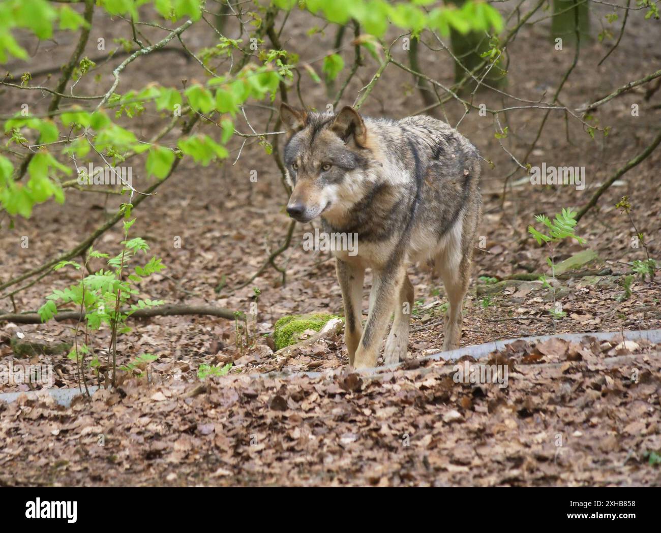 Wolf Europaeischer Grauwolf in Aktion Wolf Grauwolf *** Wolf European ...