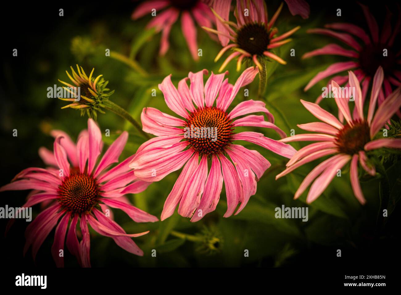 Close-up of vibrant pink coneflowers in full bloom, showcasing their ...