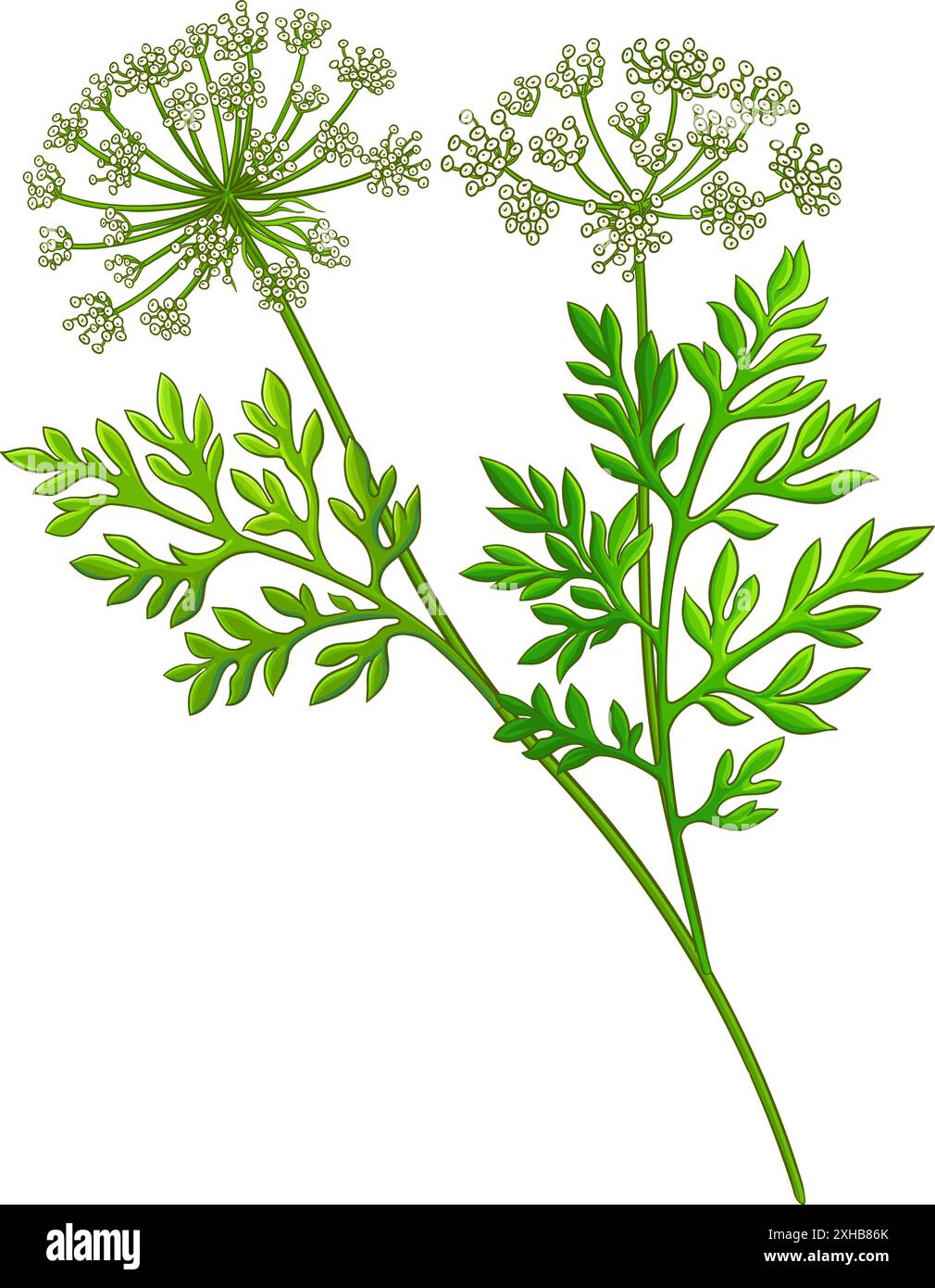 Carrot Branch Colored Detailed Illustration Stock Vector Image & Art ...