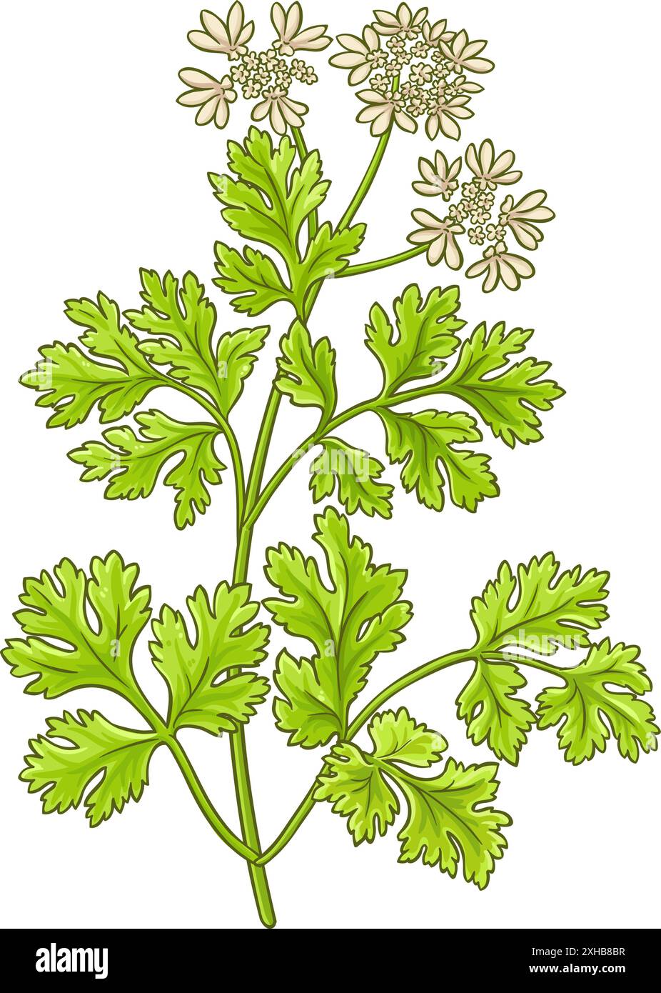Coriander Branch Colored Detailed Illustration Stock Vector Image & Art ...