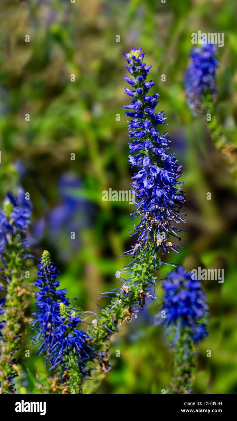 Veronica spicata (spiked speedwell; Pseudolysimachion spicatum) is a ...