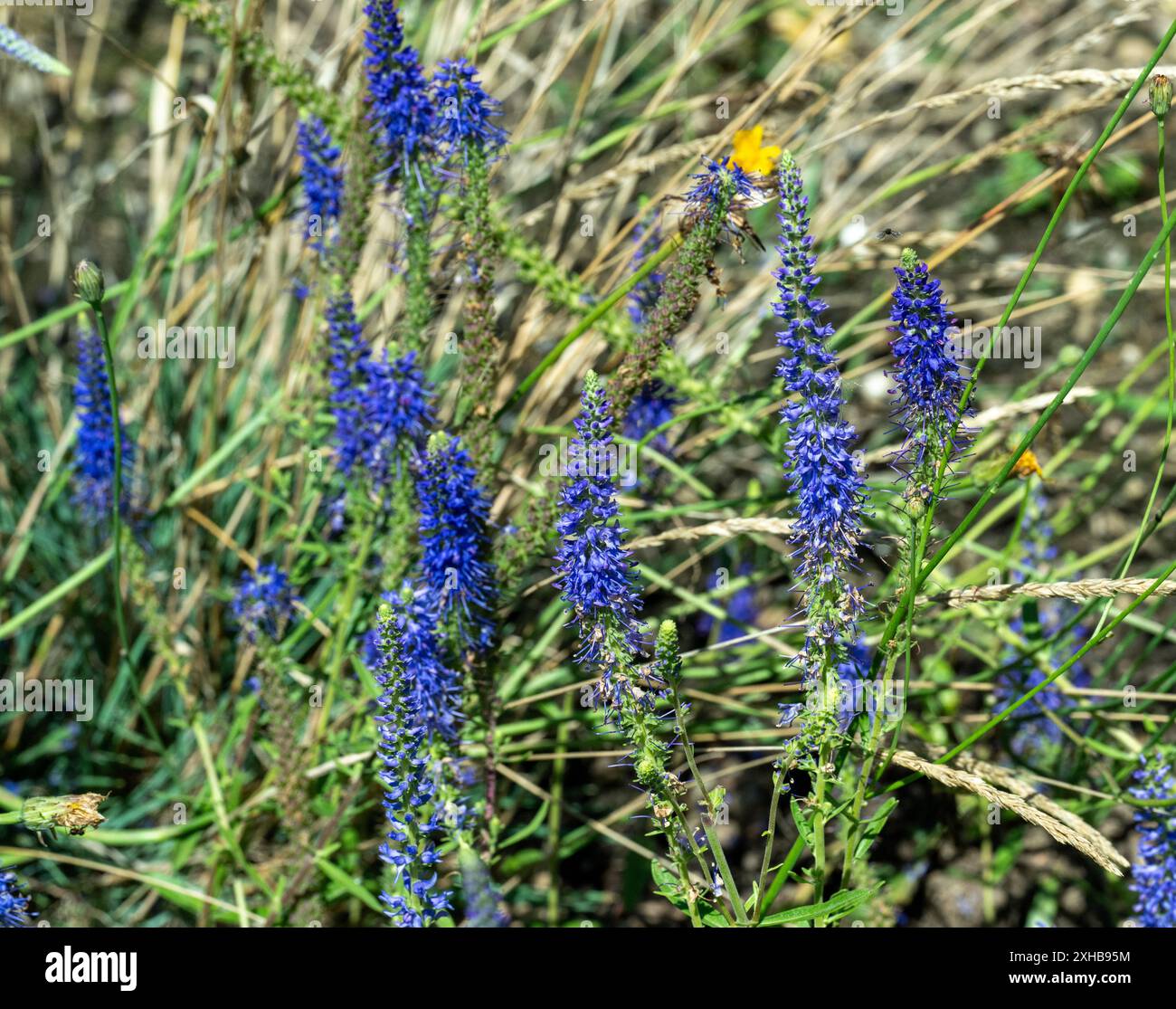 Veronica spicata (spiked speedwell; Pseudolysimachion spicatum) is a ...