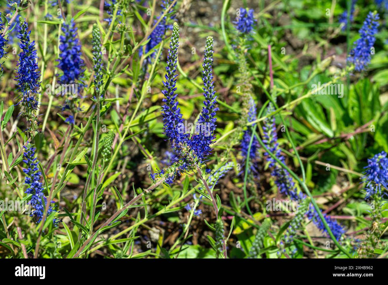 Veronica spicata (spiked speedwell; Pseudolysimachion spicatum) is a ...