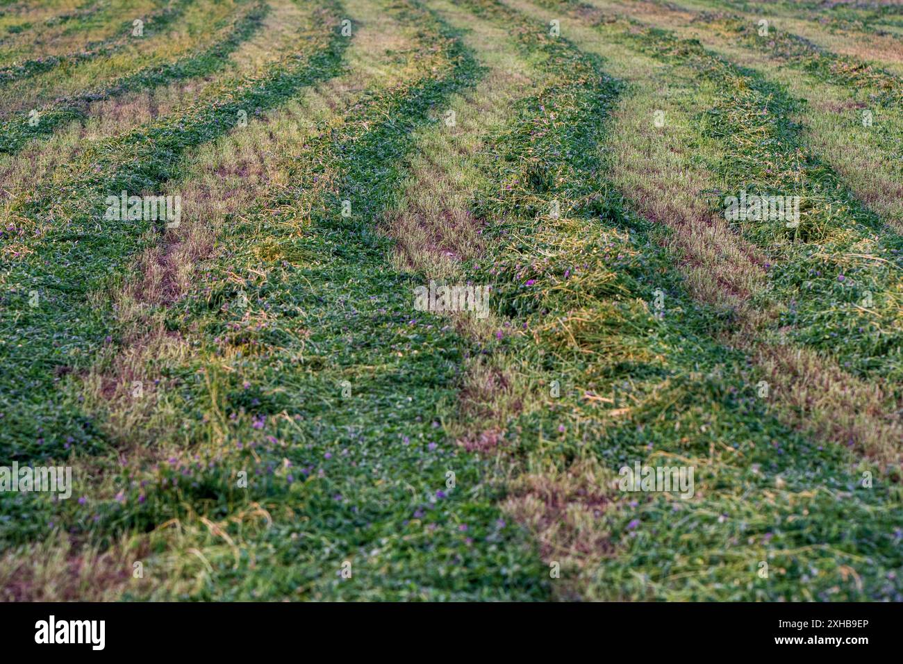Clover Grass Field in a Curved Shape. An Agricultural Landscape with an ...