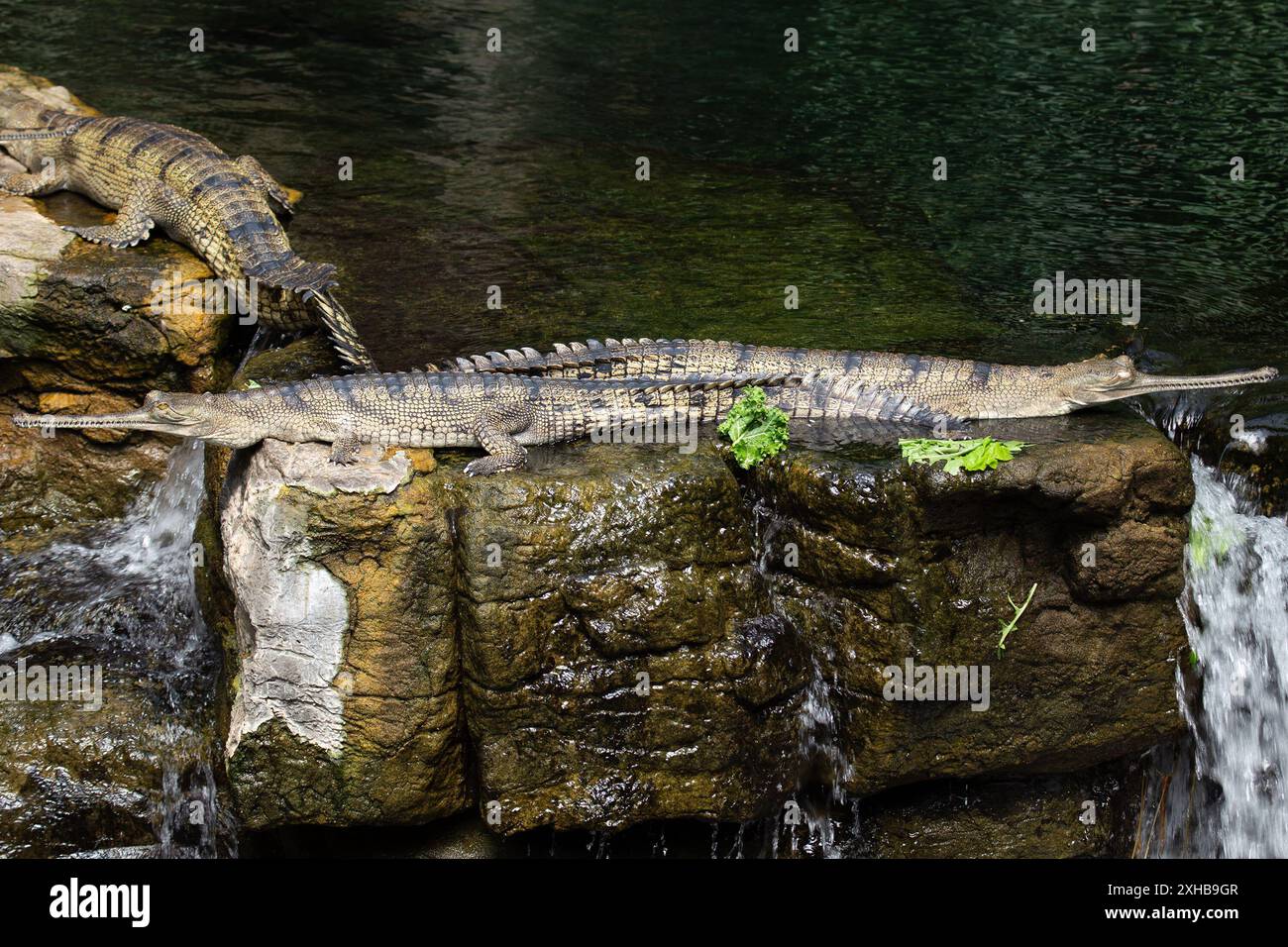 Gharial and aquatic behavior hi-res stock photography and images - Alamy