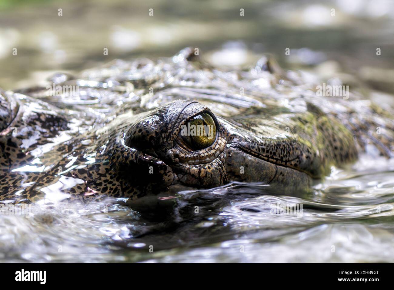 The Gharial, with its long, narrow snout and sharp teeth, was spotted ...