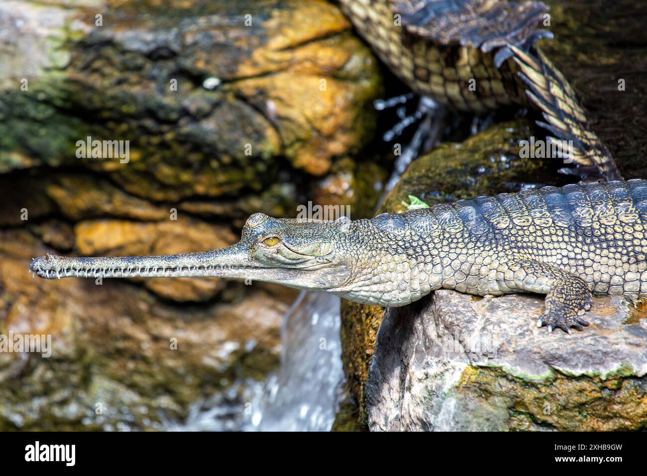 The Gharial, with its long, narrow snout and sharp teeth, was spotted ...