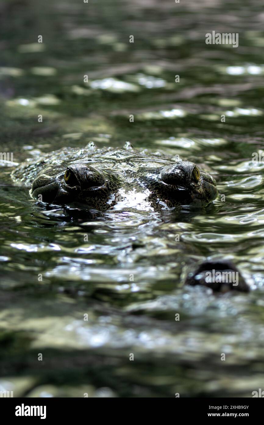 The Gharial, with its long, narrow snout and sharp teeth, was spotted ...