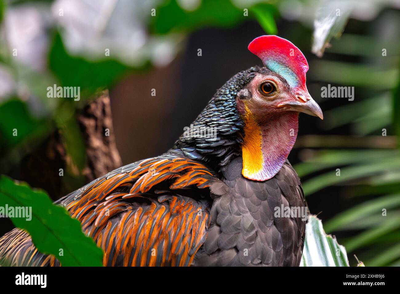 The Green Junglefowl, with its iridescent green and blue feathers, was ...