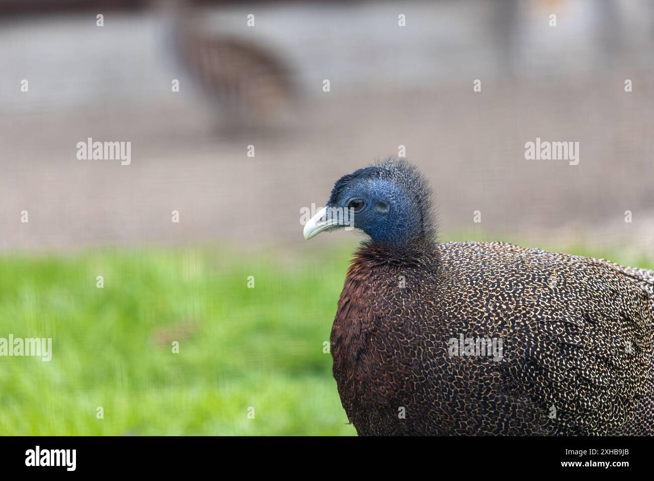 The Great Argus, with its spectacularly patterned wings and elongated ...