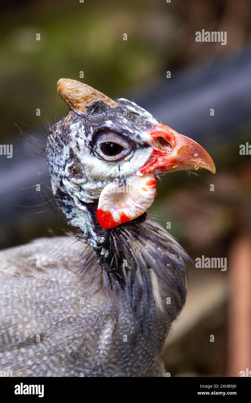 The Helmeted Guinea Fowl, with its distinctive helmet-like casque and ...