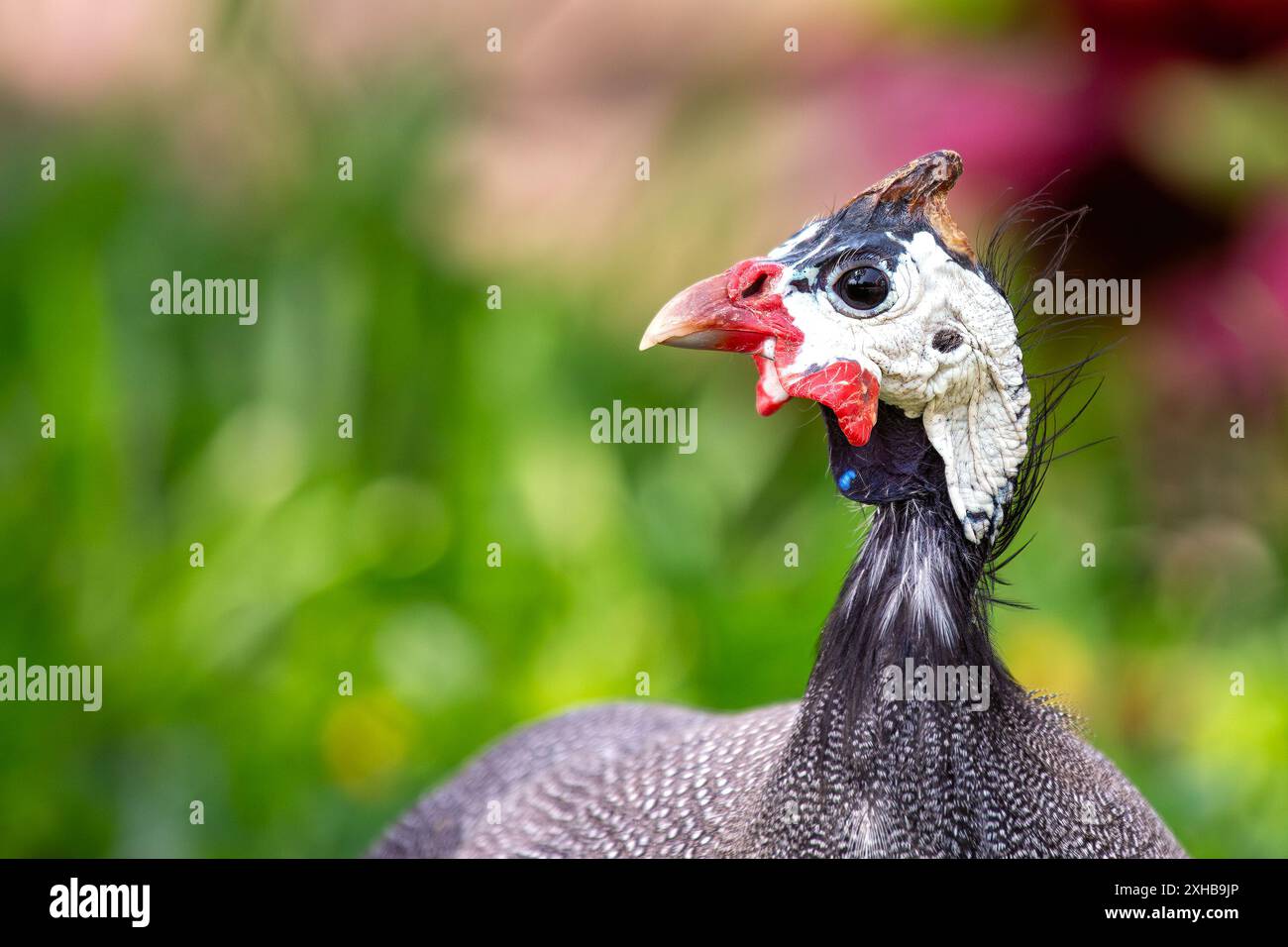 The Helmeted Guinea Fowl, with its distinctive helmet-like casque and ...
