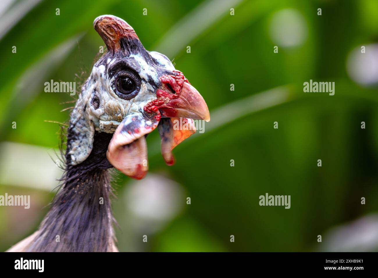 The Helmeted Guinea Fowl, with its distinctive helmet-like casque and ...