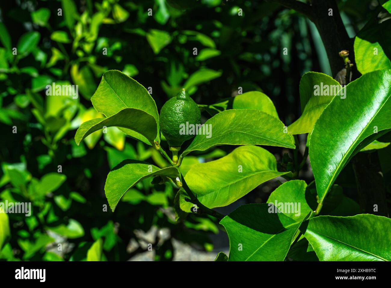 Green Lemon a citrus fruit (Citrus lemon) of Bangladesh origin Stock ...