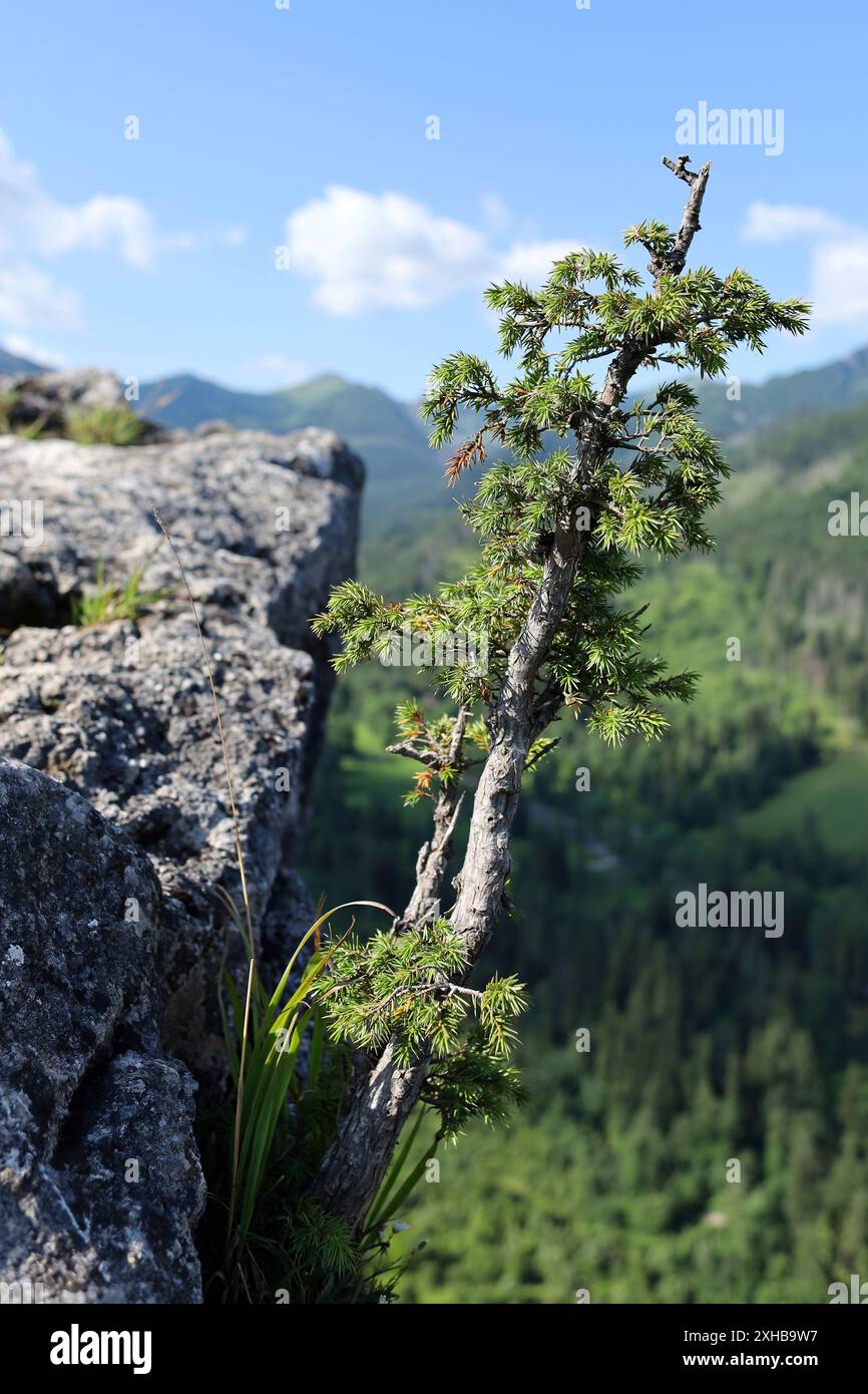 Dwarf tree hi-res stock photography and images - Alamy