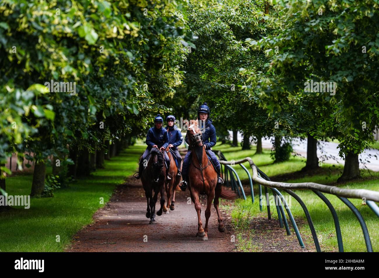 Horses make their way to the Warren Hill gallops in Newmarket ahead of ...