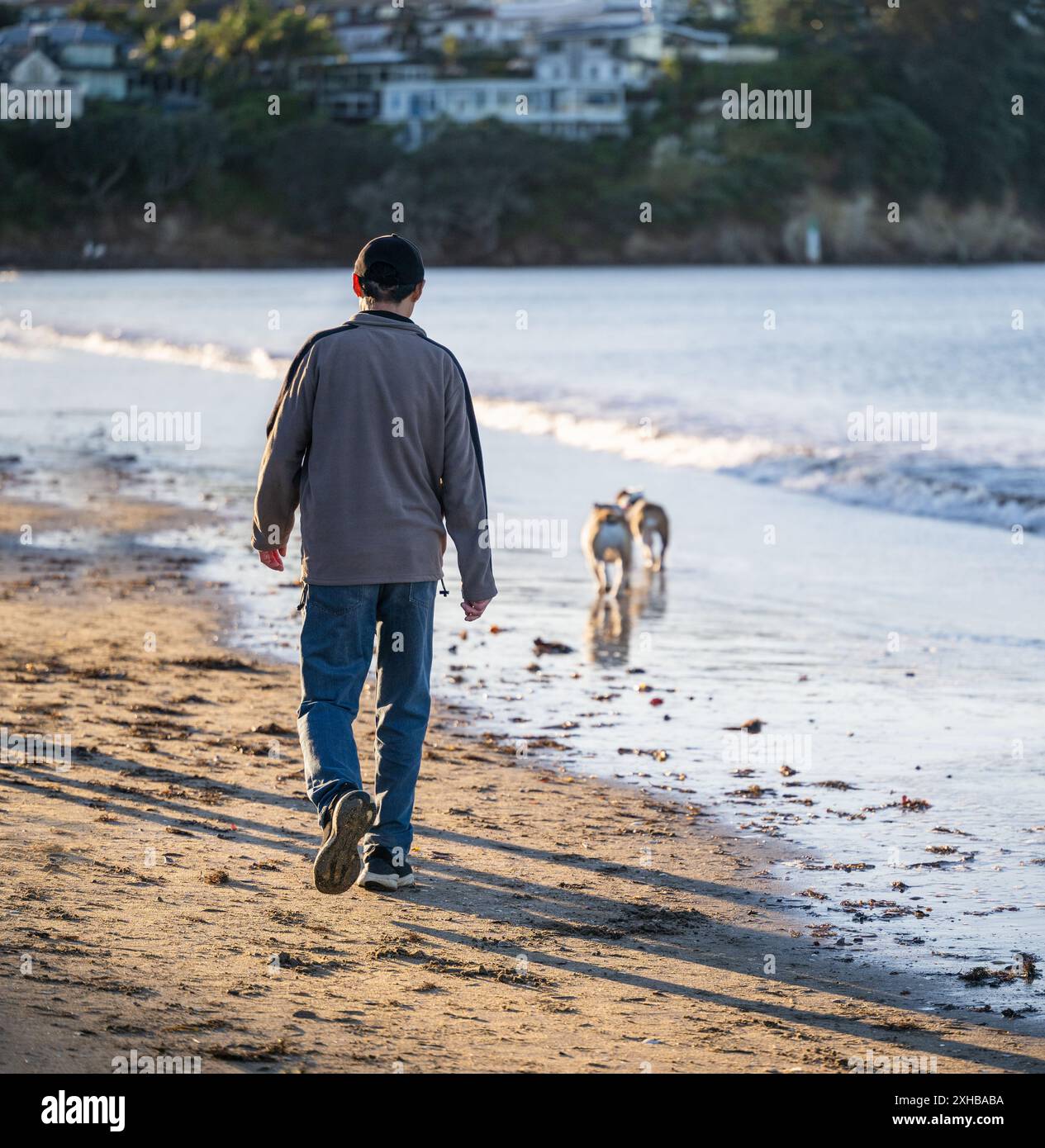Man owner walking playing dogs hi-res stock photography and images - Alamy