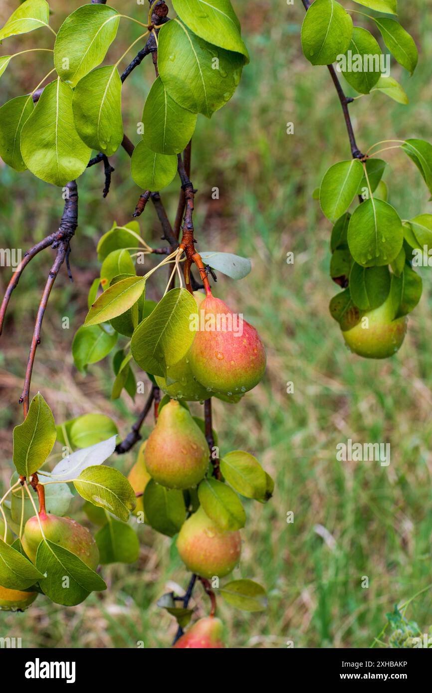 Pear tree point hi-res stock photography and images - Alamy