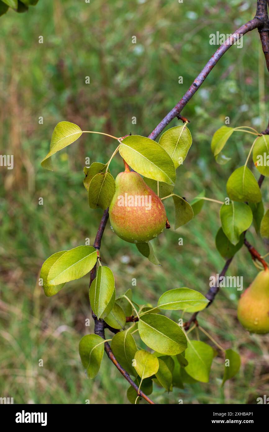 Pear tree point hi-res stock photography and images - Alamy