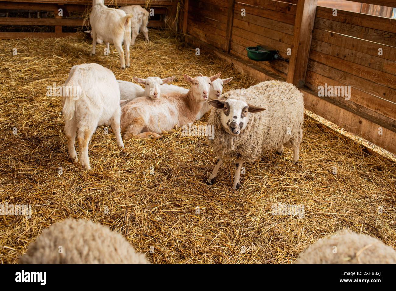 Sheep and goats in enclosure on animal farm.Spring season. High quality ...
